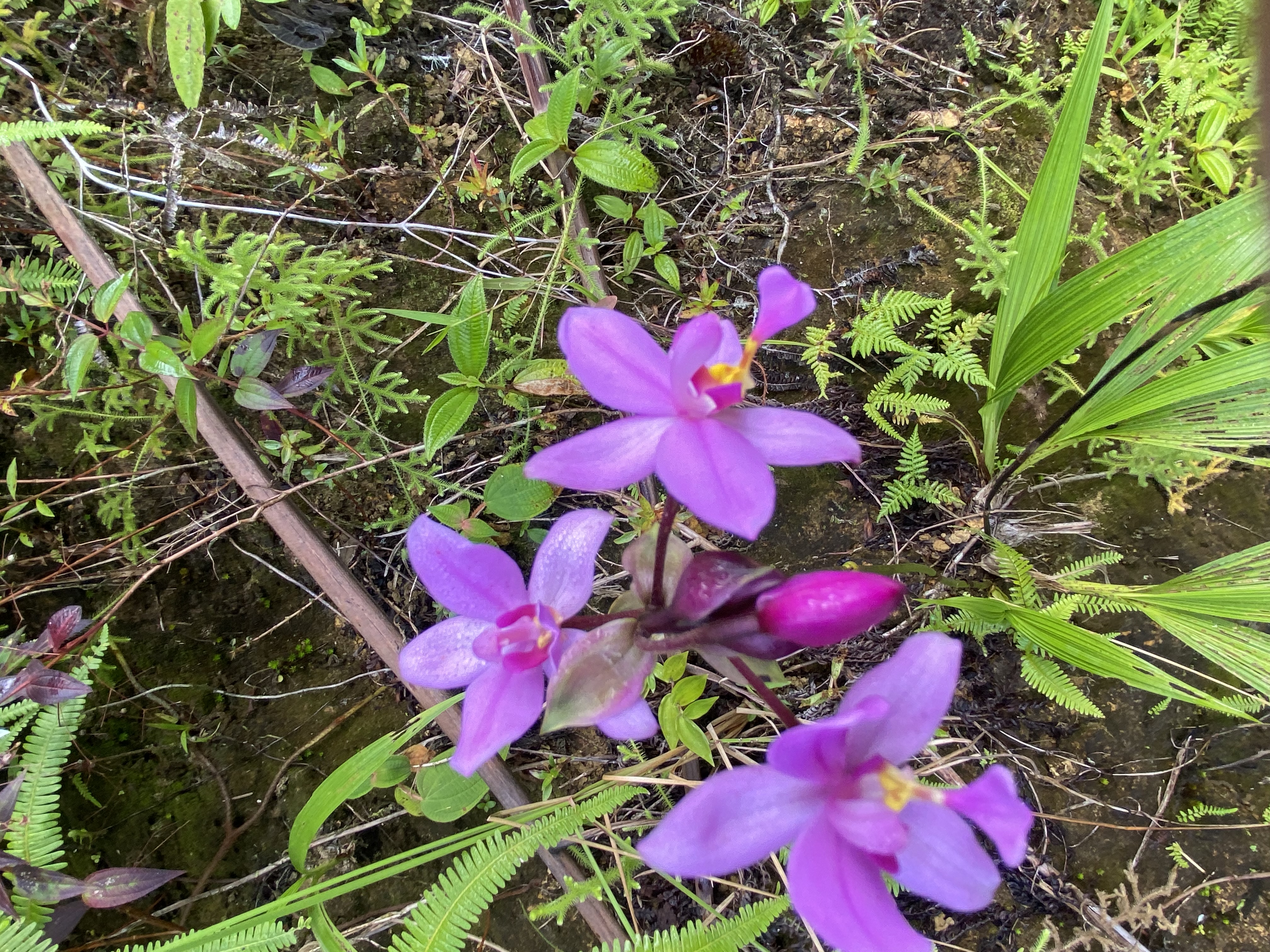 propriedades – Diagnostico Poblacional